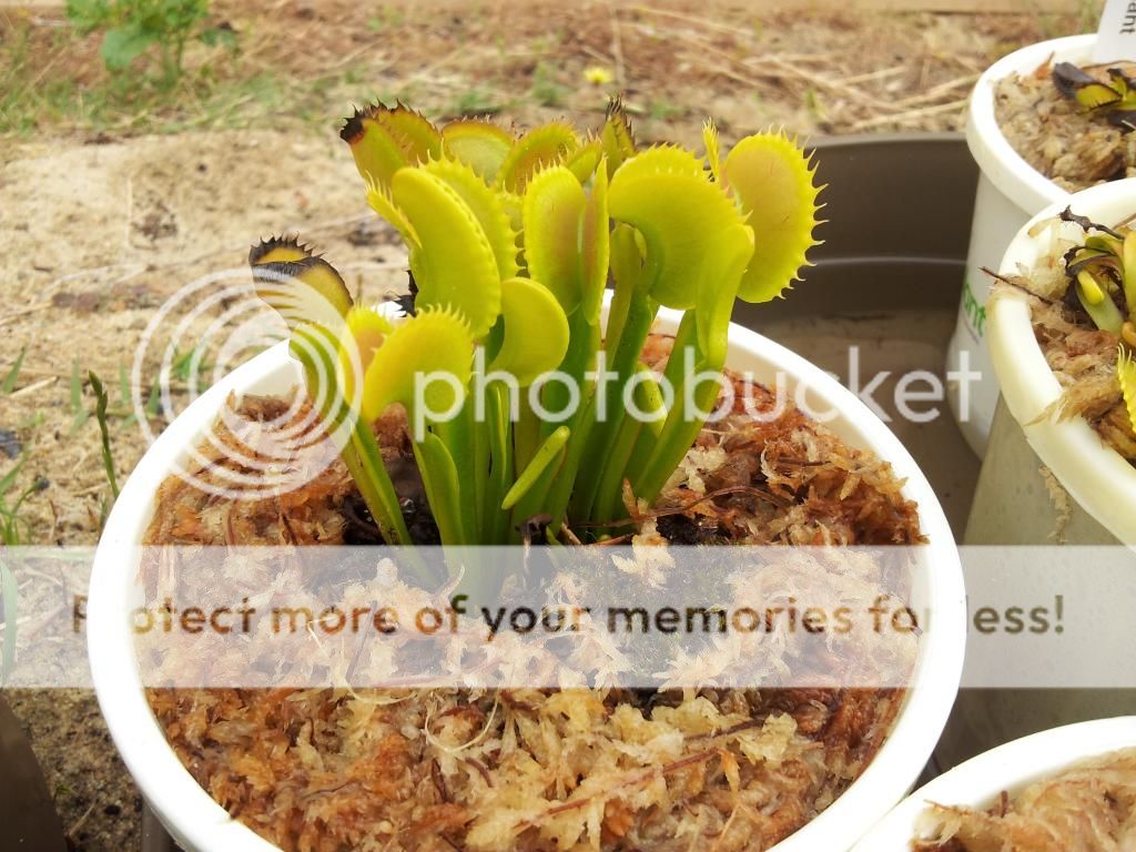 Deformed traps in all plants in VFT collection - FlyTrapCare Forums