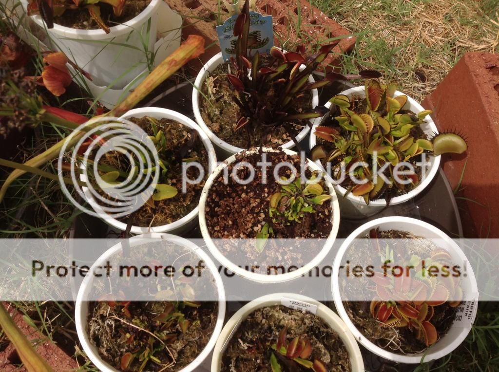 Deformed traps in all plants in VFT collection - FlyTrapCare Forums